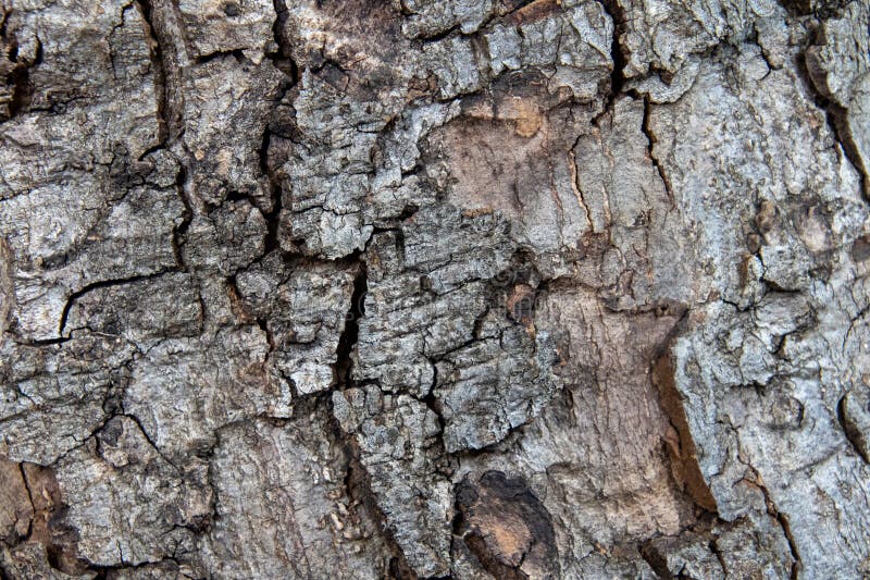Dry Cracked Tree Bark for Background Use Stock Photo - Image of nature ...