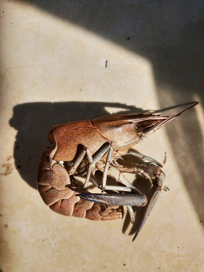Dry Crawfish Moulting Carapace Stock Photo - Image of moulting, wood ...
