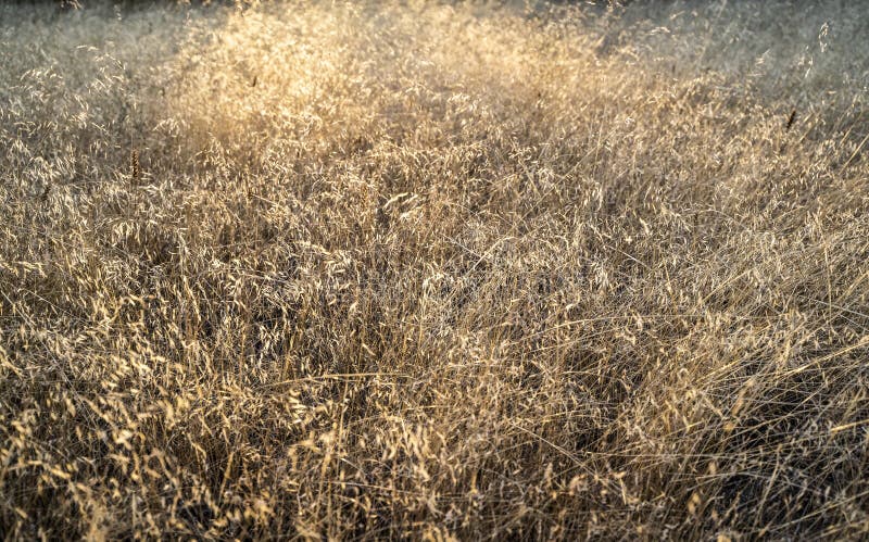 Dry Crops Straw Field Mediterranean Stock Photo - Image of food, cereal ...