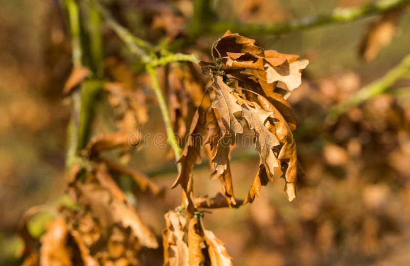 Dry Crumpled Glossy Autumn Leaves Stock Photo - Image of autumn, forest ...