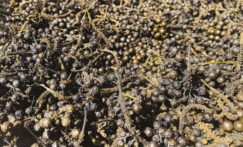 Dry Cubeb Pepper. Ideal for Use in Culinary,healthy Stock Photo - Image ...