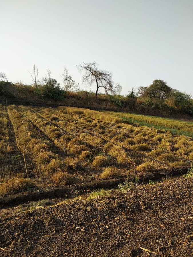 Dry cumin mound stock photo. Image of mound, cumin, jira - 152803124