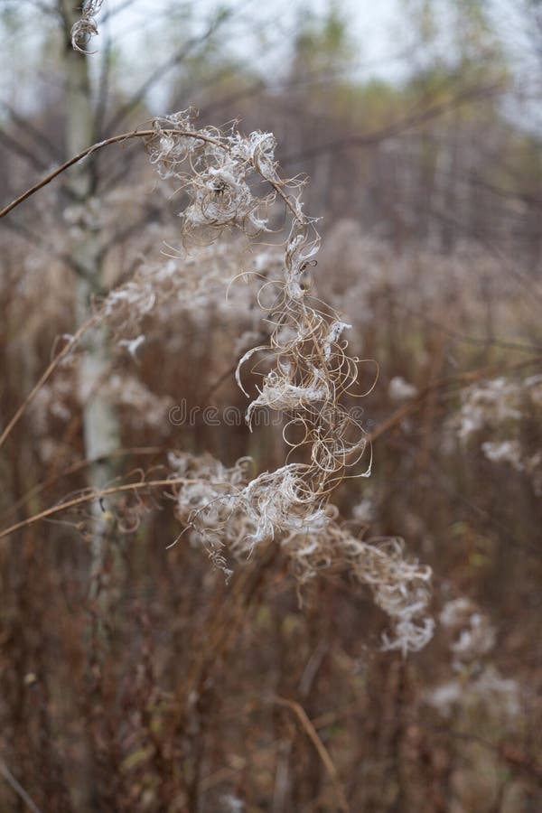 Dry Curly Grass 2 Stock Photos - Free & Royalty-Free Stock Photos from ...