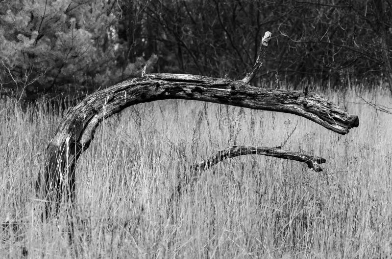 Dry Curved Tree Branches in the Forest. Stock Photo - Image of trees ...