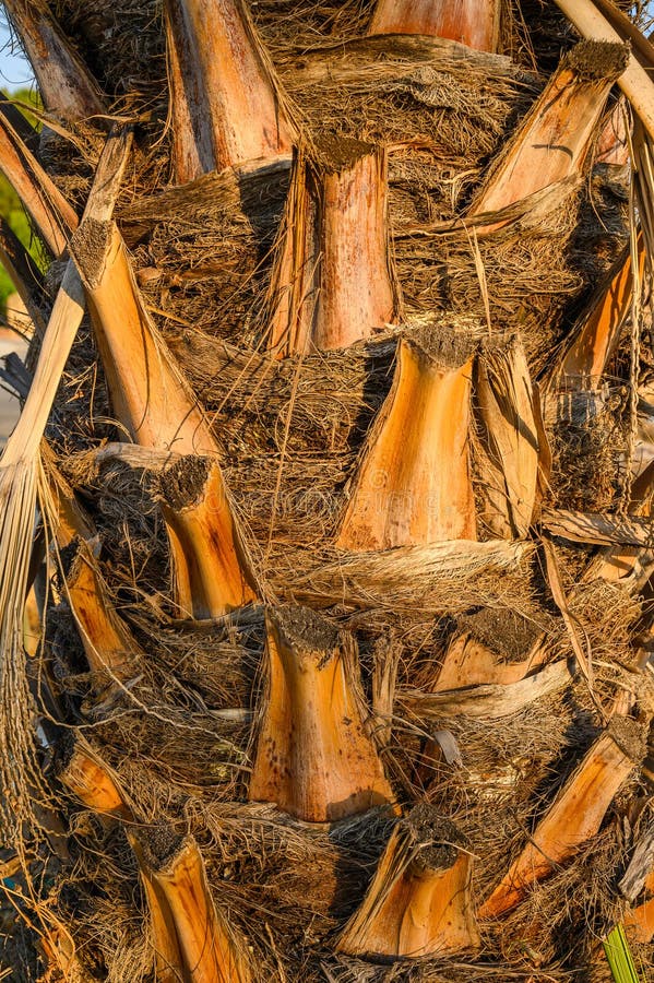 Dry and Cut Palm Tree Branches. Abstract Dry Cut Palm Tree Textured ...