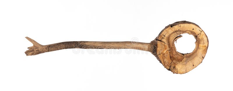 Dry Cut of Tree with Branch Isolated on White Stock Image - Image of ...