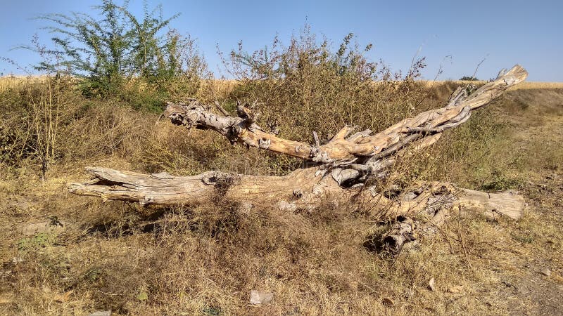 Dry cut tree (tree trunk) stock photo. Image of tree - 175584824