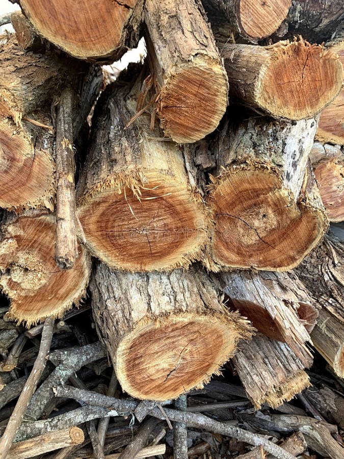 Cut tree trunks stock photo. Image of material, trunk - 355532408