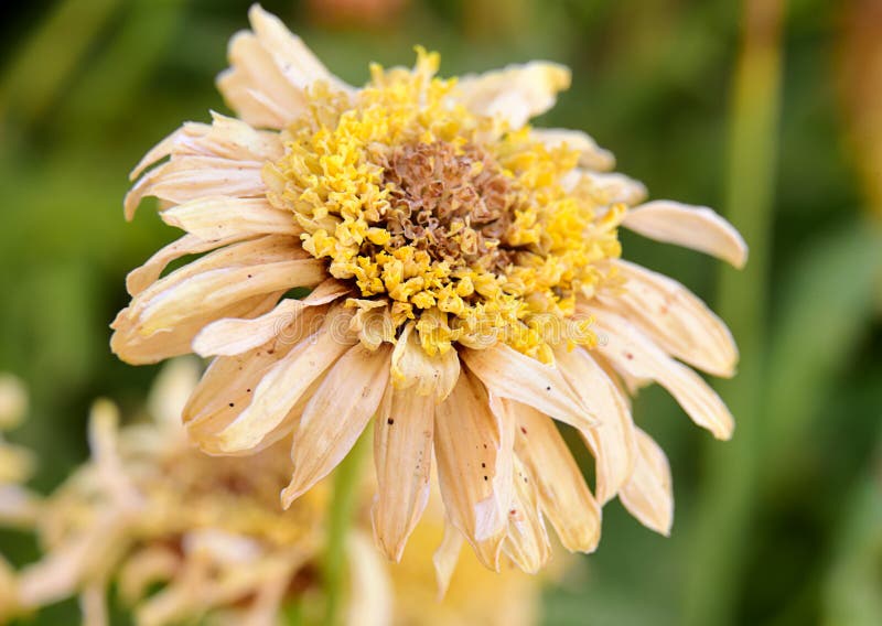 Dry daisy flower stock image. Image of isolated, blooming - 206784311