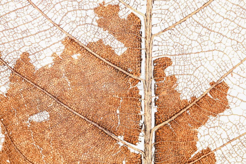 Dry Damaged Leaf for Pattern Stock Image - Image of background, candid ...