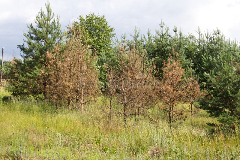 Dry Damaged Young Pine Trees. Dead Pine Seedlings Stock Photo - Image ...