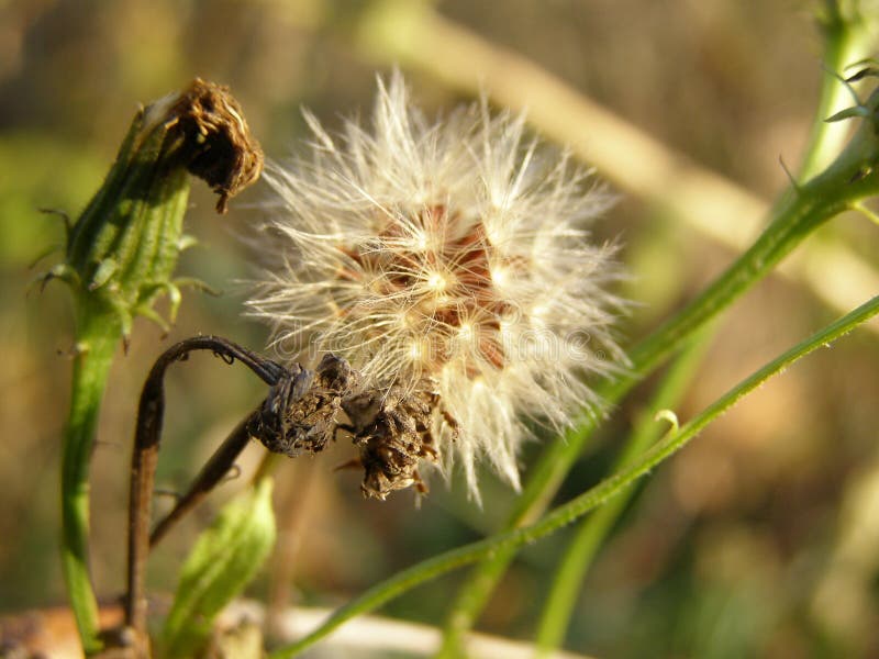 Dry Dandelion Flower in the Field Stock Image - Image of animal, leaf ...