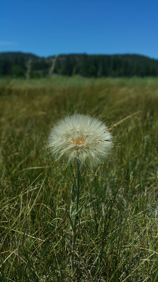 Dry Dandelion stock image. Image of green, large, grass - 55387827
