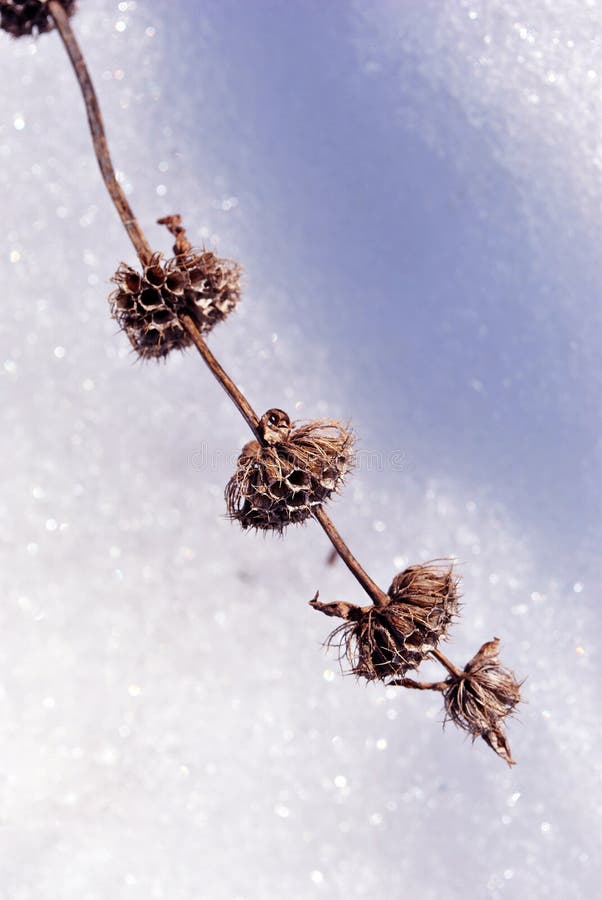 Sage and snow stock photo. Image of sage, meadows, autumn - 104452956