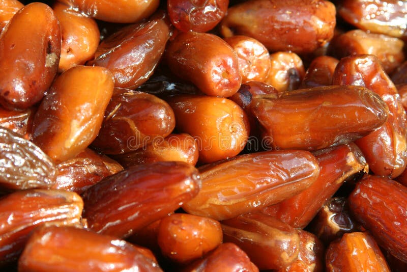 Date palm tree stock image. Image of date, dates, desert - 6492819