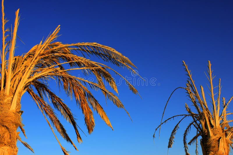 Date Palm Tree Transparent Background Stock Photos - Free & Royalty ...