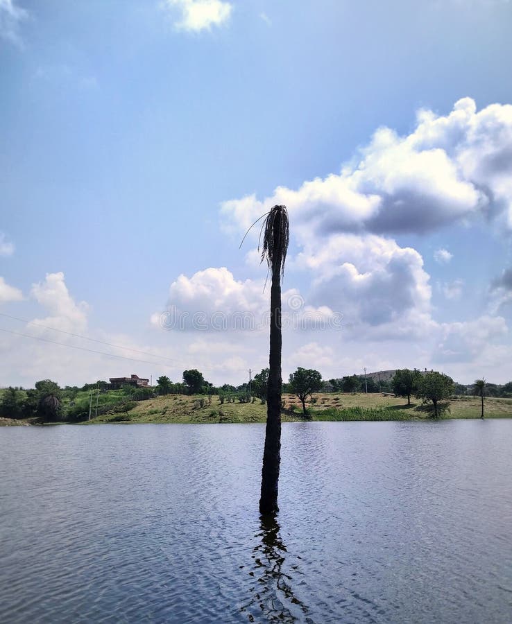 It is dry dates palm tree. stock image. Image of natural - 195764461