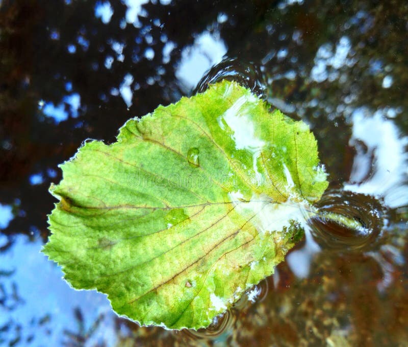 Autumn Leaf Floating on Water Stock Photo - Image of droplets, season ... Autumn Leaf Floating on Water Stock Photo - Image of droplets, season ...