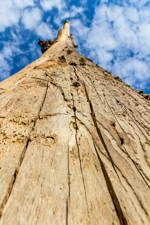 Dry, Dead and Barren Trunk / Tree Texture with Very Shallow Depth of ...