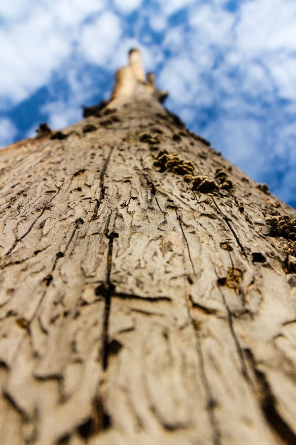 Dry, Dead and Barren Trunk / Tree Texture with Very Shallow Depth of ...