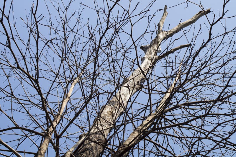 Dry and dead branch stock photo. Image of branch, nature - 38917760