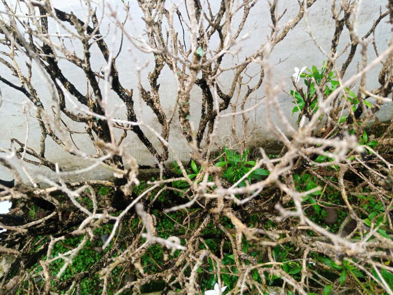 Dry and Dead Branches and Twigs of Plants Stock Photo - Image of ... Dry and Dead Branches and Twigs of Plants Stock Photo - Image of ...