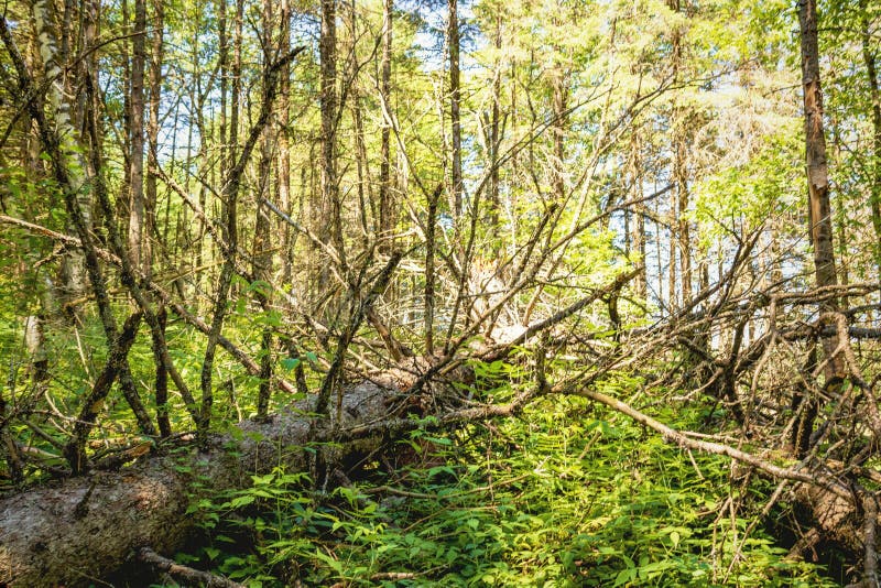 Dry, Dead, and Cut Trees in Summer Forest Stock Photo - Image of ...