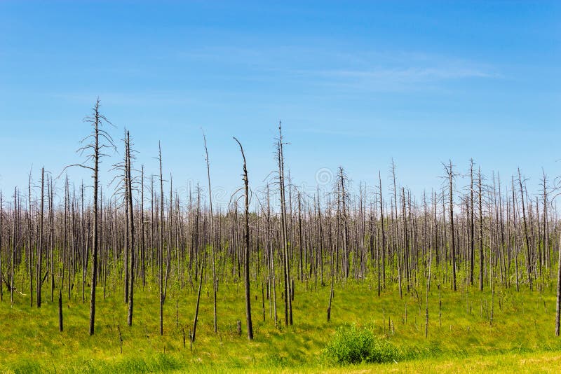 Dry dead forest stock image. Image of woodland, scenics - 65369669
