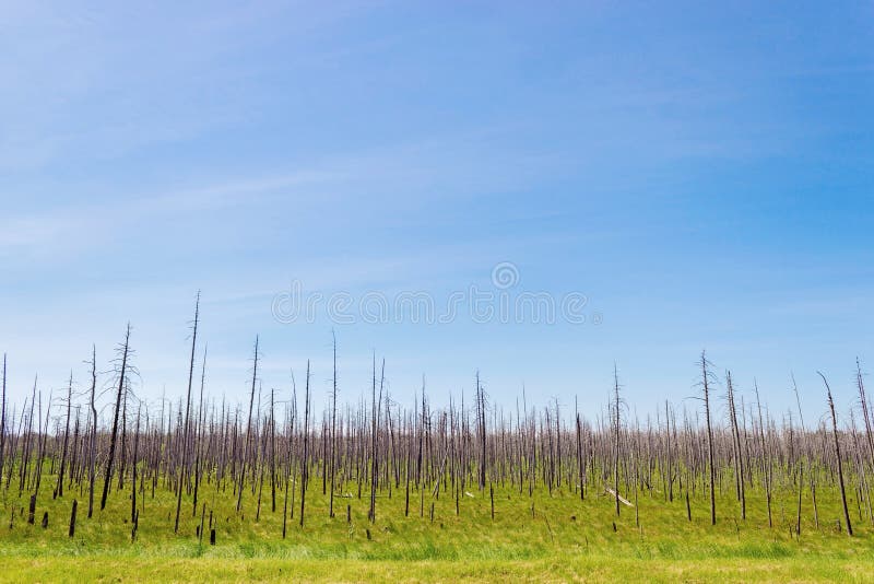 Dry dead forest stock image. Image of woodland, environment - 65369675