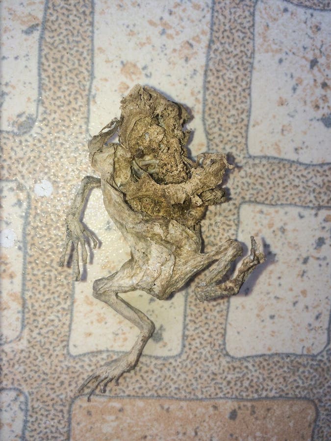 Dry dead frog on tile stock photo. Image of deadly, fear - 83618738