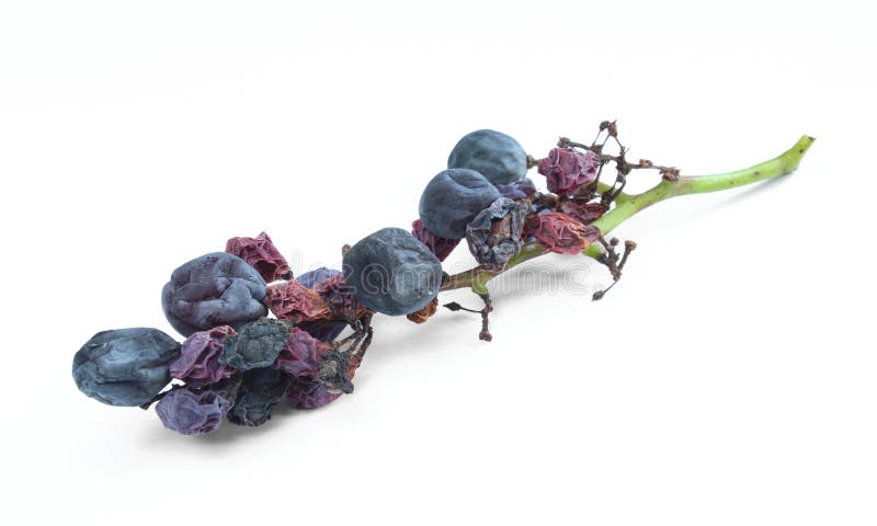 Dry Dead Grapes on Green Stem Isolated on White Background Stock Image ...