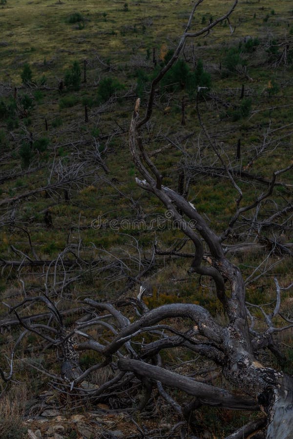Dry Dead Gray Curves Twisted Tree Branches after Fire on Green ...