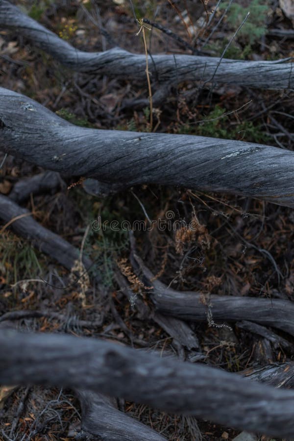 Dry Dead Gray Winding Curved Tree Branches after Fire, Backdrop of ...