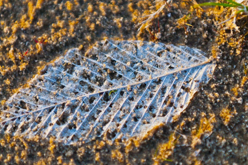 Dry dead leaf stock photo. Image of erosion, natural - 24921134