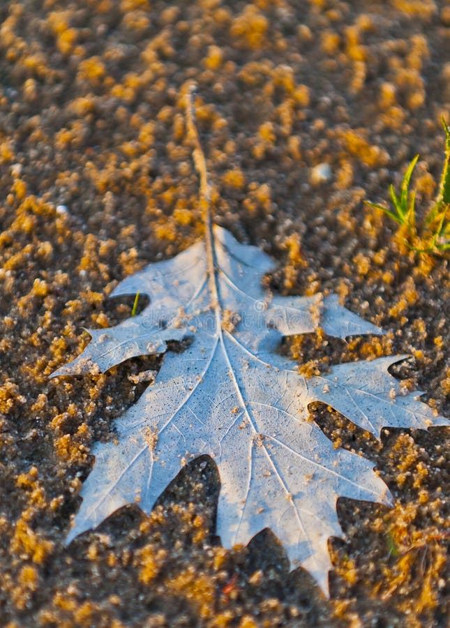 Dry dead leaf stock image. Image of barren, broken, brown - 24921135