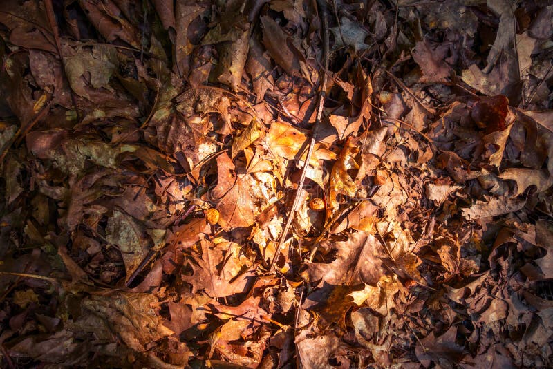 Dry Dead Leaves on the Ground. Autumn Background Texture Stock Photo ...