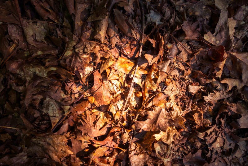 Dry Dead Leaves on the Ground. Autumn Background Texture Stock Photo ...