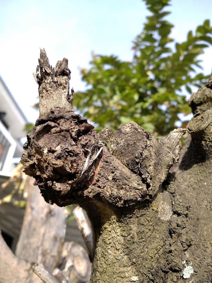 Dry and Dead Mango Tree Roots Stock Image - Image of leaf, wildlife ...