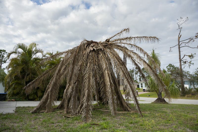 Dry Dead Palm Tree on Florida Home Backyard Stock Image - Image of mold ...