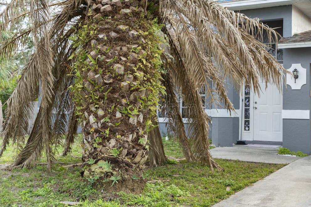 Dry Dead Palm Tree on Florida Home Backyard Stock Image - Image of ...