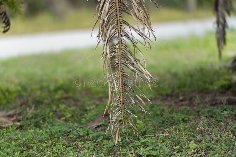 Dry Dead Palm Tree on Florida Home Backyard Stock Image - Image of ...