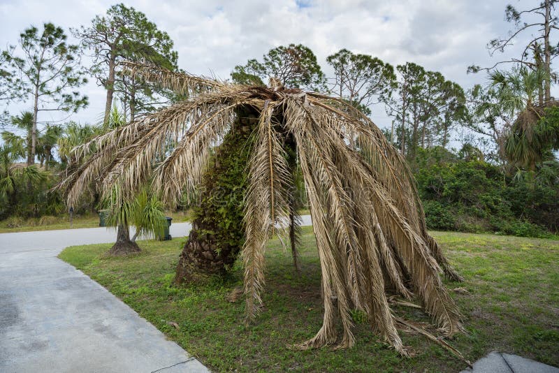 Dry Dead Palm Tree on Florida Home Backyard Stock Image - Image of ...