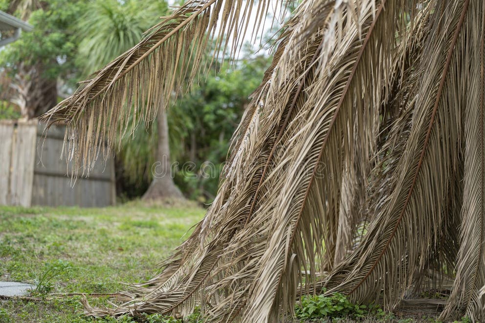 Dry Dead Palm Tree on Florida Home Backyard Stock Image - Image of ...
