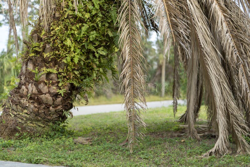 Dry Dead Palm Tree on Florida Home Backyard Stock Photo - Image of ...