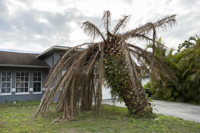 Dry Dead Palm Tree on Florida Home Backyard Stock Photo - Image of ...