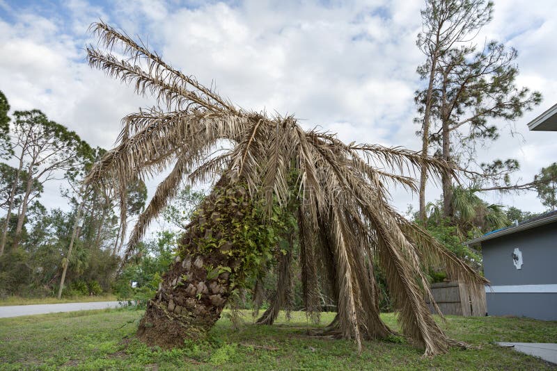 Dry Dead Palm Tree on Florida Home Backyard Stock Photo - Image of ...