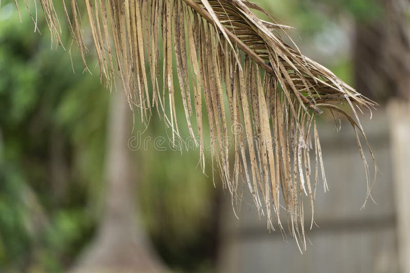 Dry Dead Palm Tree on Florida Home Backyard Stock Image - Image of ...