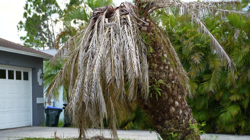 Dry Dead Palm Tree on Florida Home Backyard Uprooted after Hurricane ...