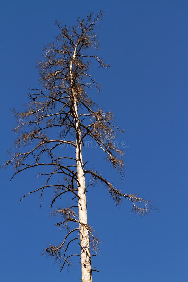 Dry Dead Pine Trees in the Forest Against the Sky Stock Image - Image ...