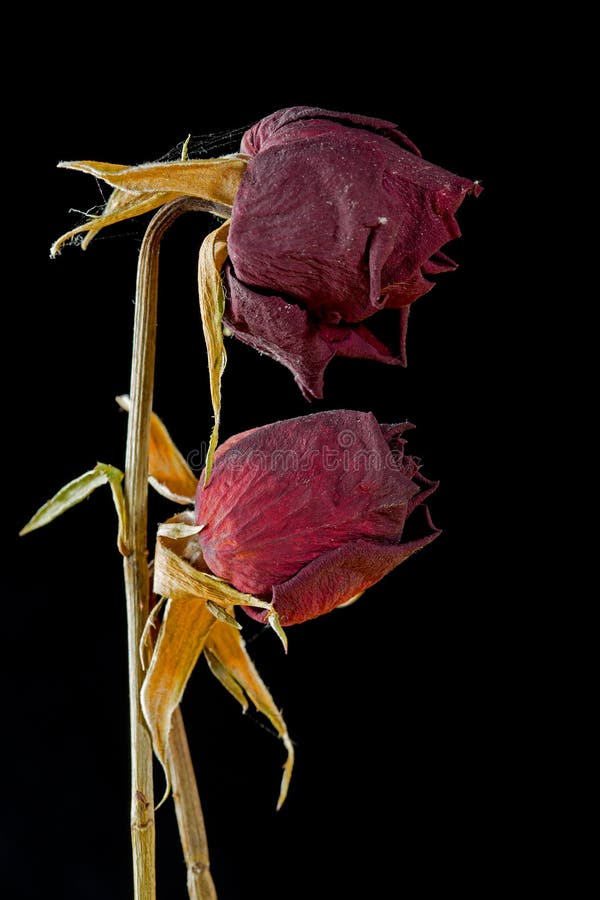 Dead Roses stock image. Image of dead, blooms, purple, dried - 65455